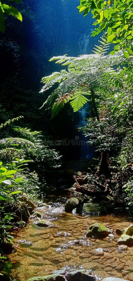 Shade Trees, Streams Flowing through Rocks. the Abundance of Forests ...