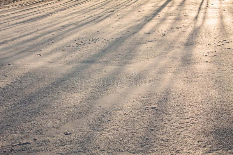 Shade from Trees in Winter on Fresh Snow Stock Photo - Image of fresh ...