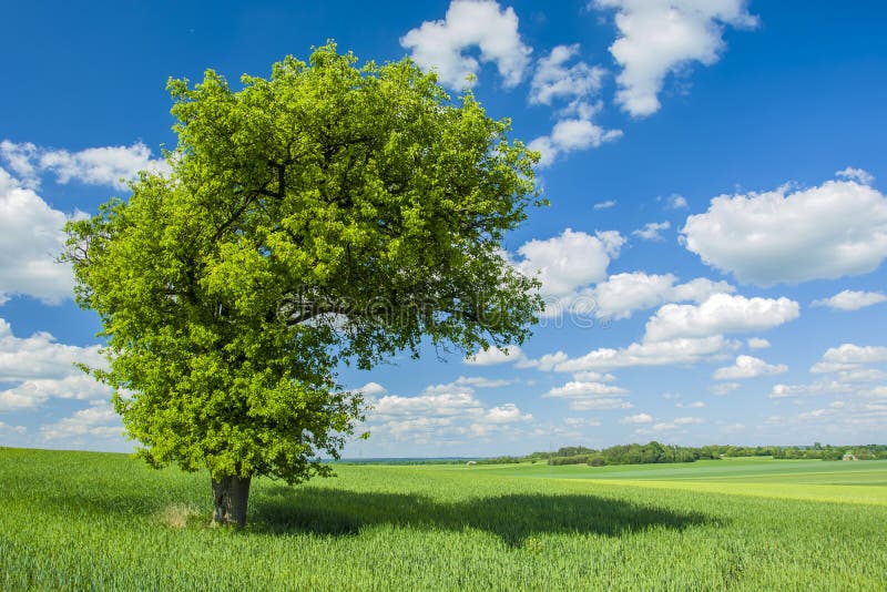 Large tree stock photo. Image of proud, impressive, norwegian - 3916122