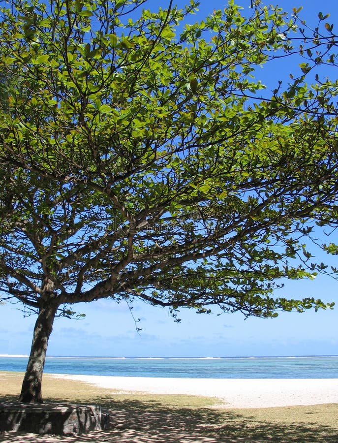 Shade under Tree stock image. Image of tree, travel, leaf - 18493