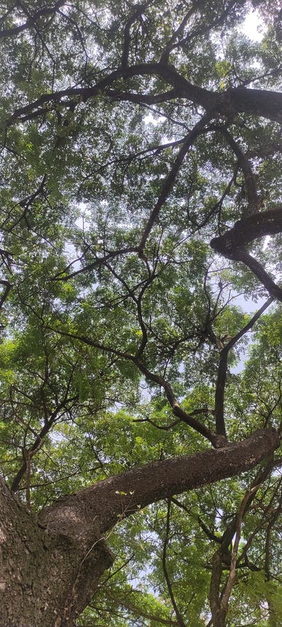 Shade Under Under the Tree at Noon Stock Image - Image of shade, noon ...