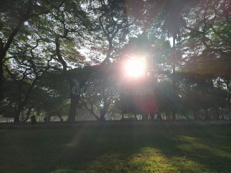 Shade under the trees stock photo. Image of light, tree - 206021056
