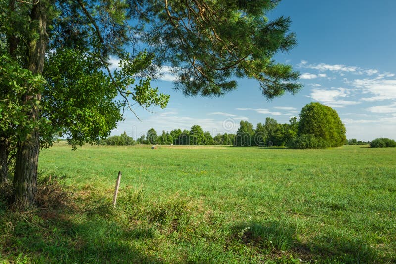 Shade And Shadow Of Meadow On Sunny Stock Photo - Image of plant ...