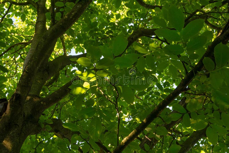 In the Shade of a Walnut Tree Stock Photo - Image of nature, tree ...