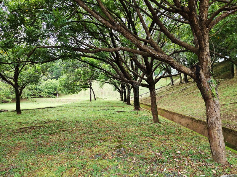 Shaded Green Park Landscape with Tree Lined Path and Gentle Slope Stock ...
