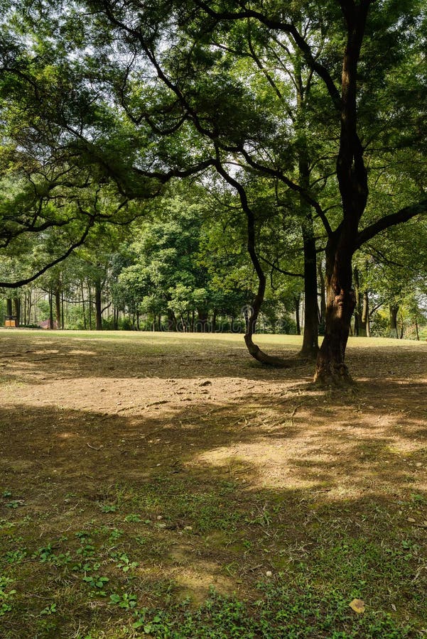 Shaded Ground in Woods on Sunny Day Stock Image - Image of green, tree ...