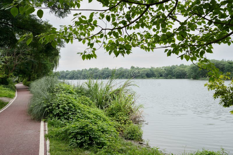 Shaded Lakeside Path in Cloudy Summer Stock Image - Image of chengdu ...