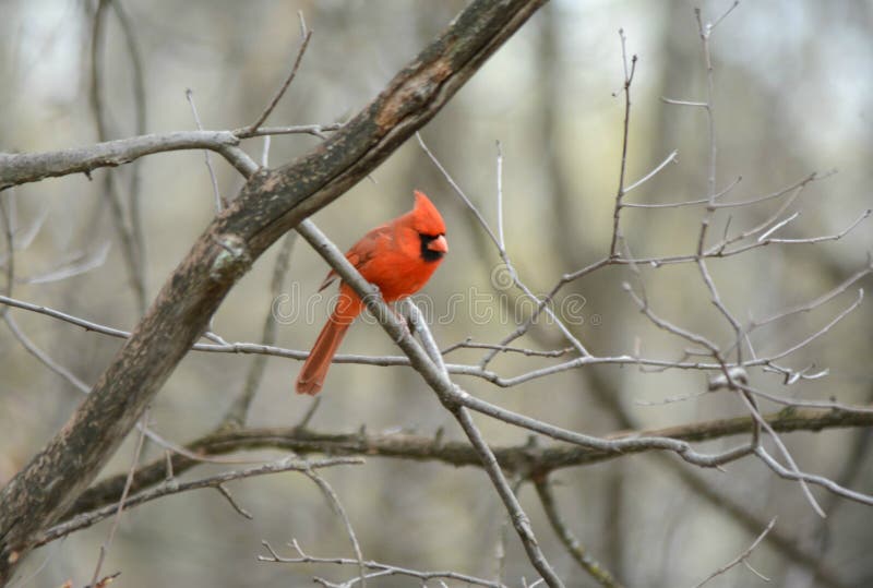 Shaded Male Cardinal Perching on Branch Stock Image - Image of spring ...