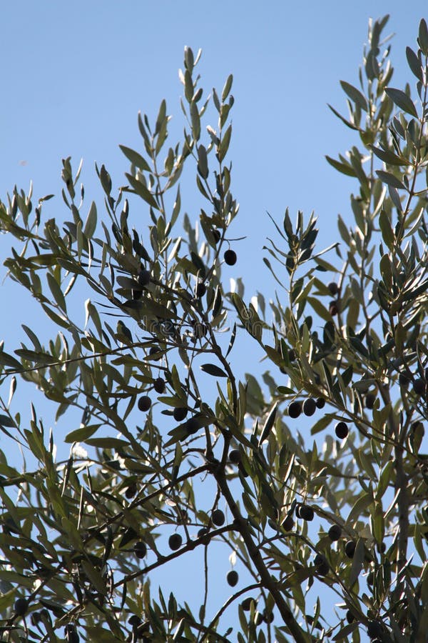 Shaded Olive Tree Top Over the Blue Sky Stock Photo - Image of shaded ...