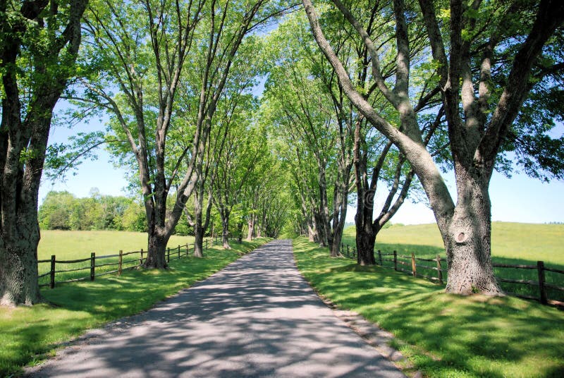 Shaded Path stock photo. Image of rural, fence, shadows - 26780238