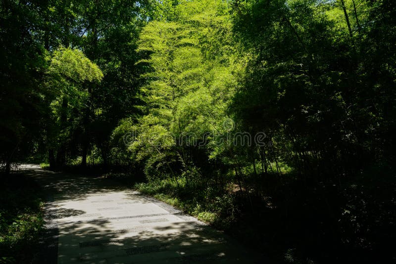 Shaded Path in Bamboo of Sunny Summer Stock Image - Image of chengdu ...