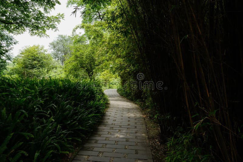 Shaded Path in Bamboo and Trees on Sunny Summer Day Stock Image - Image ...