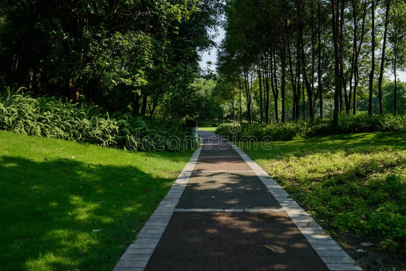 Shaded Path in Lawn and Trees on Sunny Summer Day Stock Image - Image ...