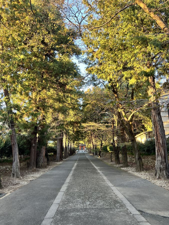 Shaded Path Toward a Secret Temple Stock Image - Image of lane, plant ...