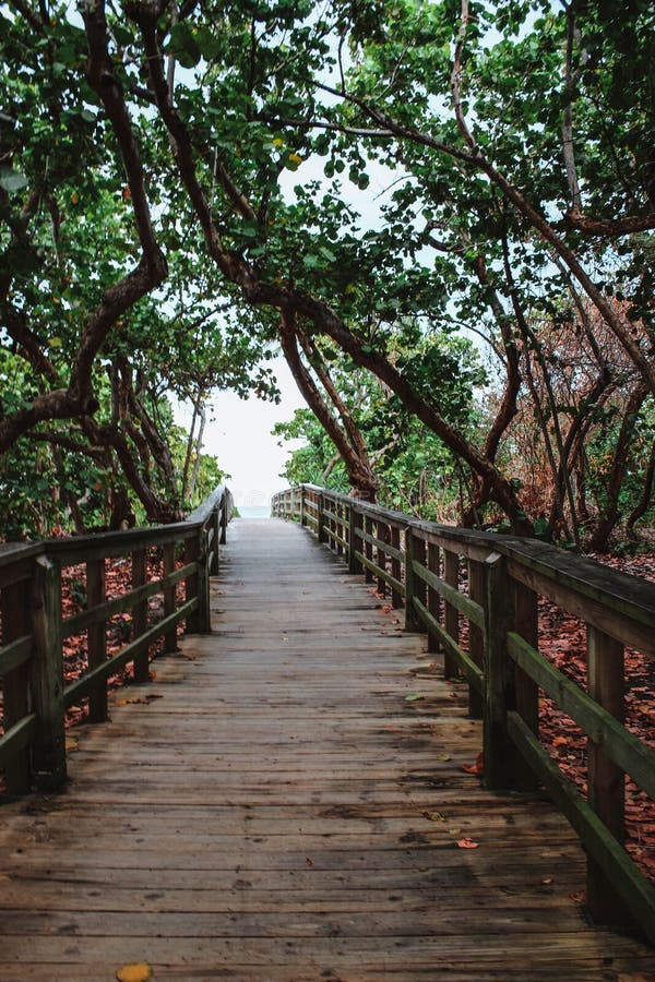 Shaded Path Under Trees To the Beach Stock Photo - Image of fallen ...