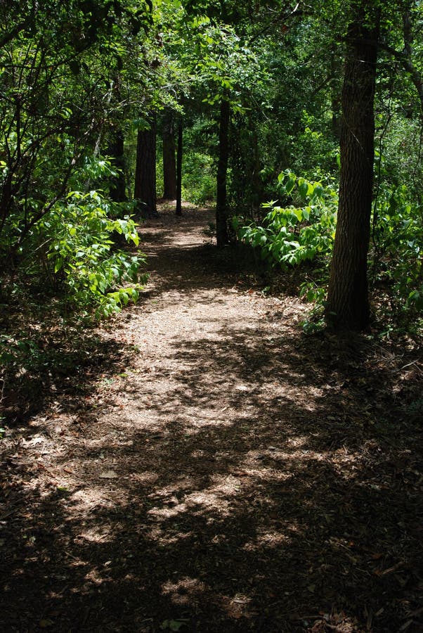 Shaded path in the woods stock photo. Image of activity - 10114546