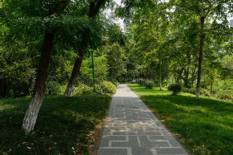 Shaded Path in Woods on Sunny Summer Day Stock Photo - Image of shady ...