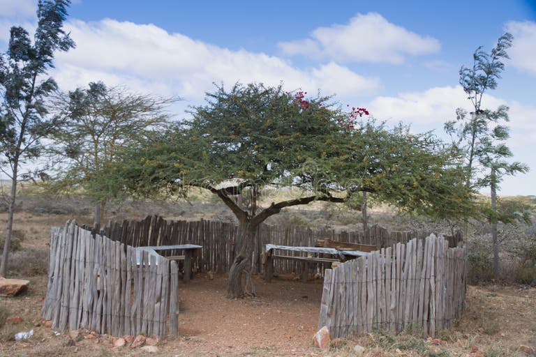 Shaded seating Acacia tree stock image. Image of branch - 17285145