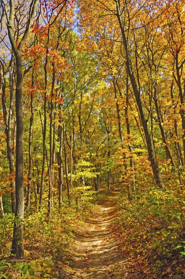 Shaded Trail in the Fall stock image. Image of pretty - 97709191