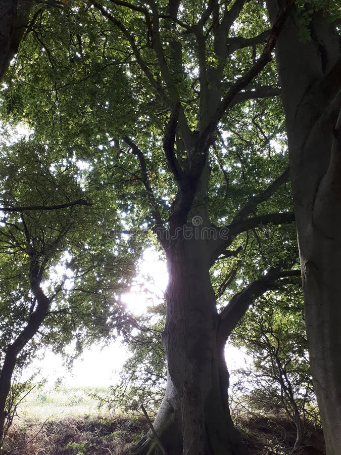 Shaded by Trees stock image. Image of woodland, leaves - 100612073