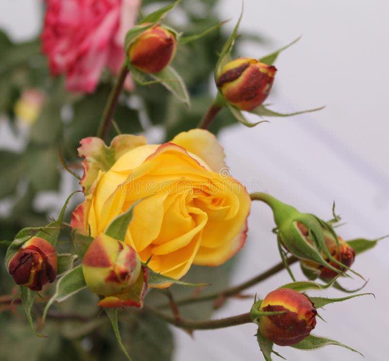Shaded Yellow Rose with Buds Stock Photo - Image of buds, beautiful ...