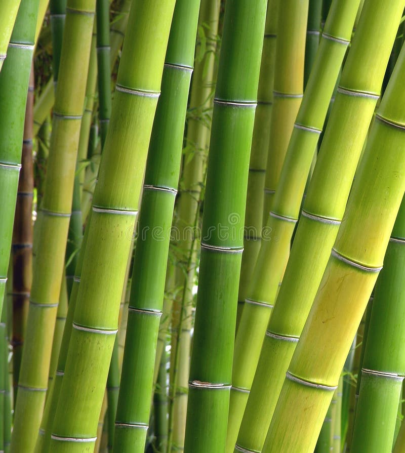 Shades of bamboo stock image. Image of trees, botanical - 50218697