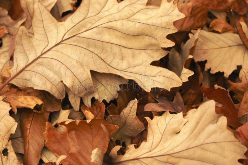 Shades of Crisp Brown Fallen Autumn Leaves Stock Image - Image of trees ...