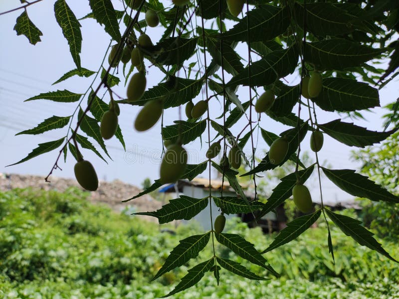 Shades of Dark Green Neem Leaves Stock Photo - Image of shades, jungle ...