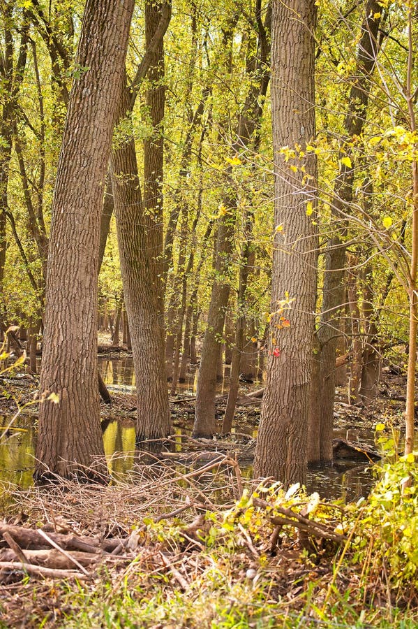 Shades of fall stock photo. Image of lake, beautiful - 163898428