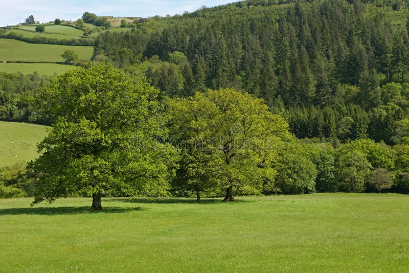 Shades of Green stock image. Image of greenery, meadows - 913487