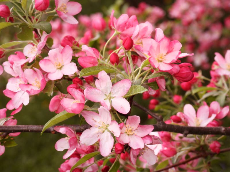 Shades of Pink Flowering Crabapple Tree in FingerLakes Stock Image ...