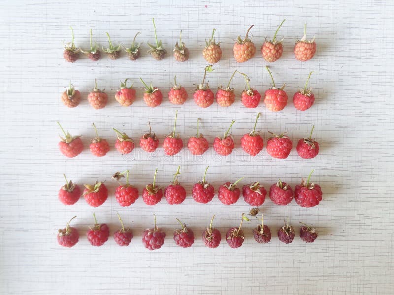 50 shades of raspberry stock photo. Image of raspberry - 90836804