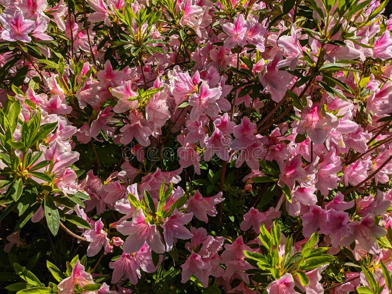 Shades of spring pink stock photo. Image of shades, herb - 218332764