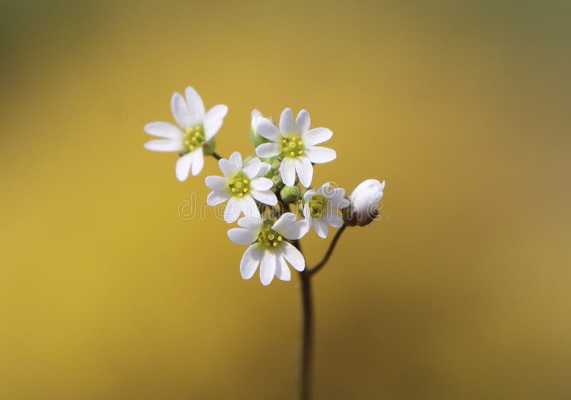 Common Whitlowgrass (Draba Verna) Stock Image - Image of wild, mustard ...