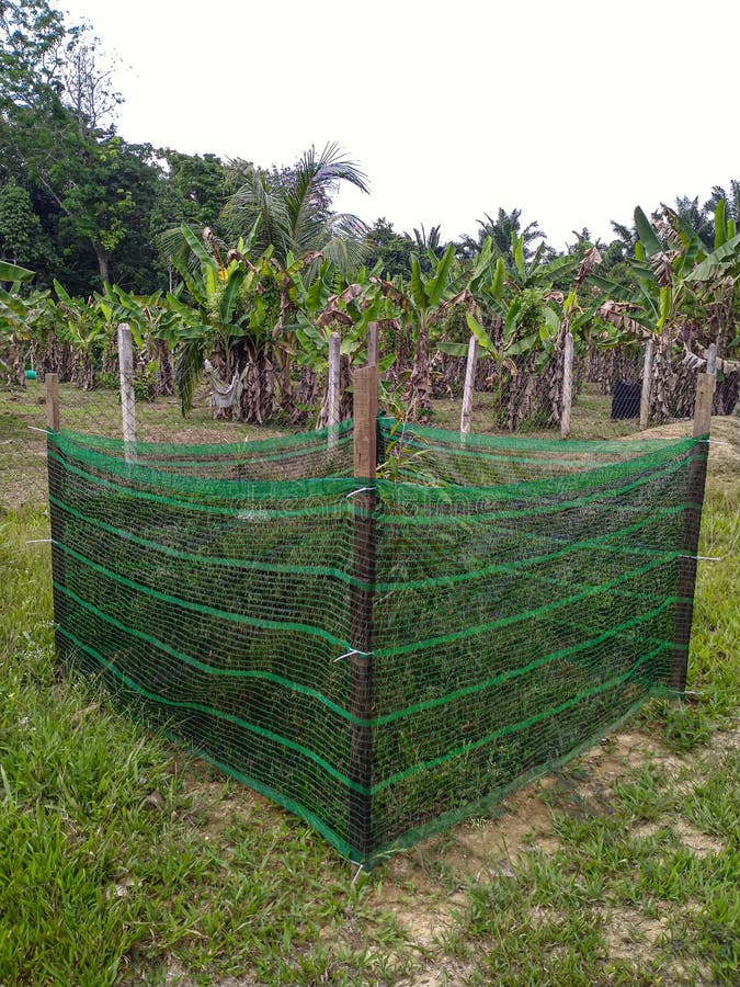 Shading Net Already Setup for New Durian Trees Stock Photo - Image of ...