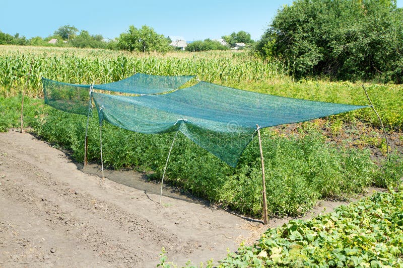Shading Net for Vegetables in the Garden. Stock Photo - Image of ...