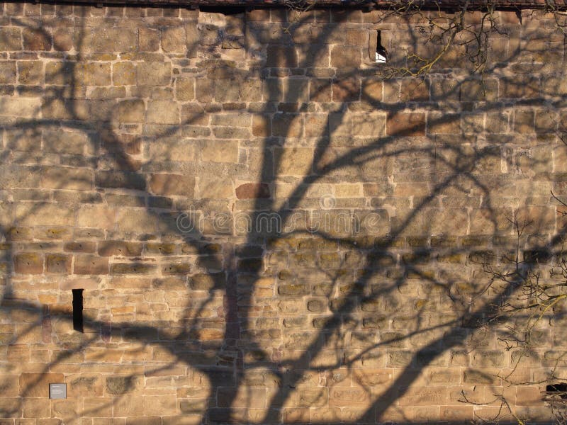 Tree Shadow stock image. Image of shadow, silhouette, tree - 590313