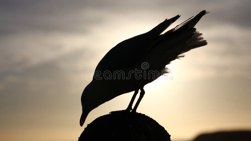 Shadow stock photo. Image of sunset, contrast, black - 17439120