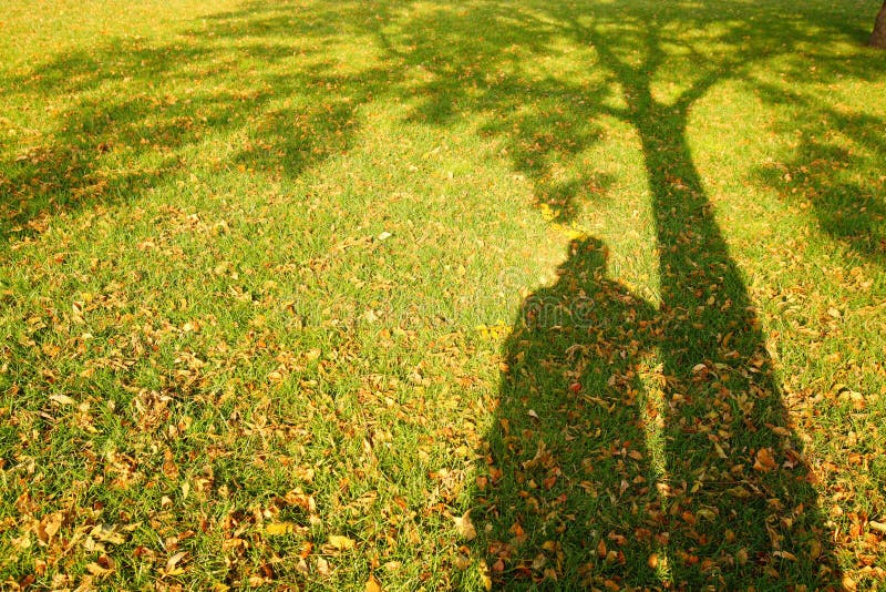 Shadow stock image. Image of fallen, plants, autumn, fall - 8069203