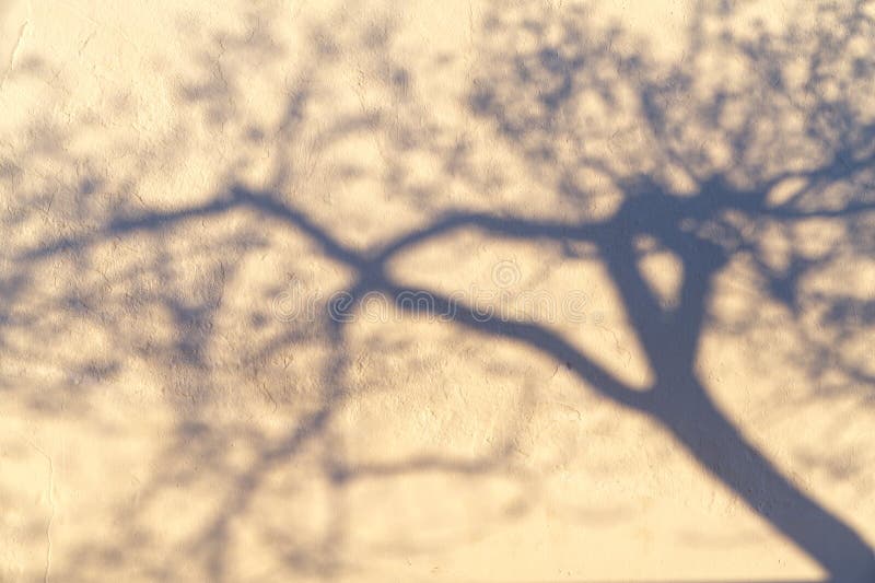 Shadow of Almond Tree (prunus Dulcis) on a Pale Textured Wall ...