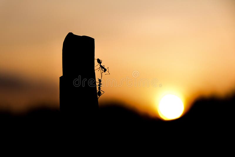 The shadow of ants running stock image. Image of cute - 168675179