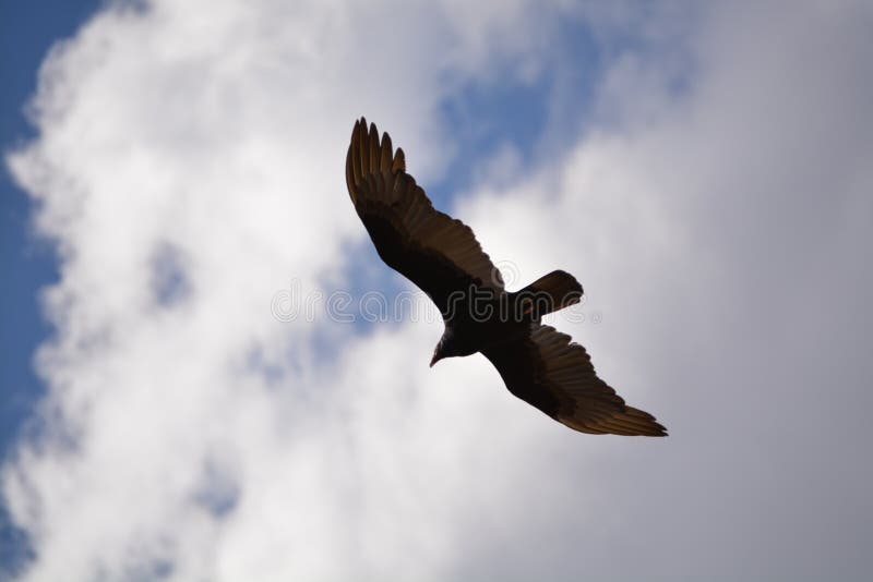 Shadow appears in the sky stock image. Image of safari - 50536107