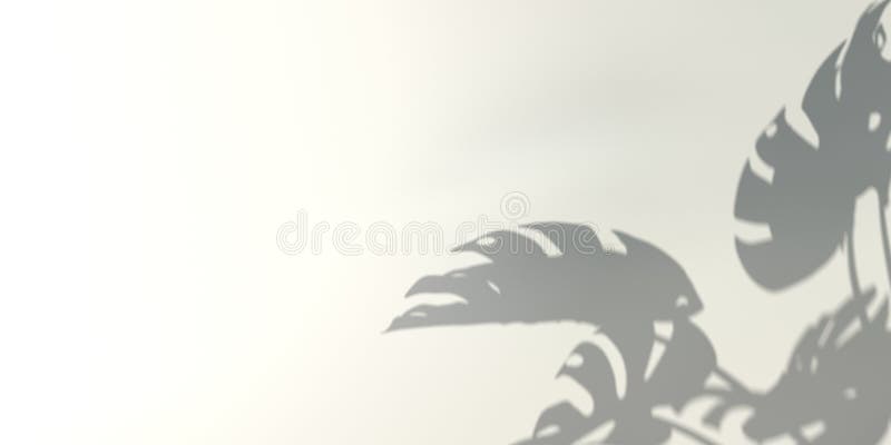Shadow Background of Monstera Leaves - 3D Render Stock Illustration ...