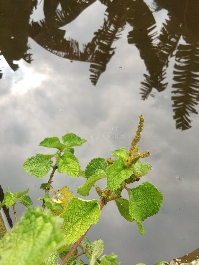 The Shadow of the Banana Tree Leaves Appears in the Pool, on the Edge ...