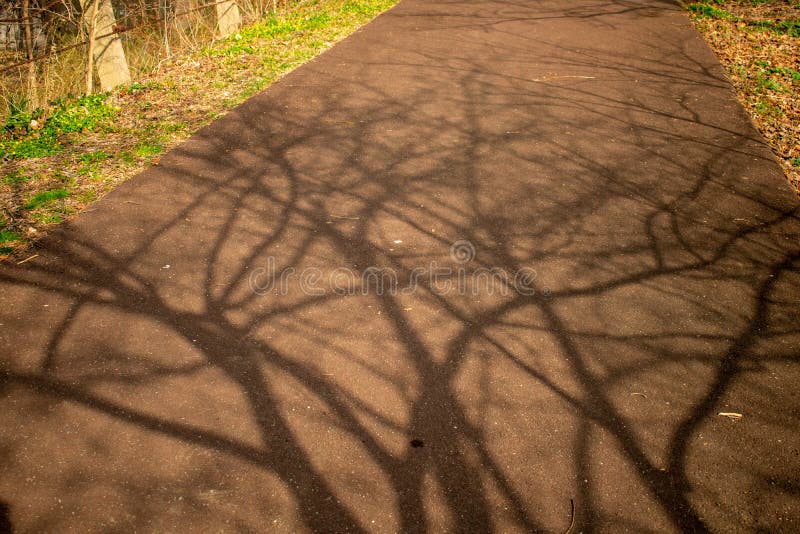 A Shadow of a Bare Tree on Blacktop Stock Image - Image of inspiring ...