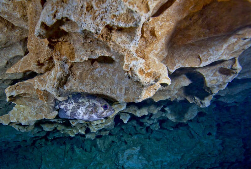 Shadow Bass - Vortex Springs Cave Stock Image - Image of cavern ...