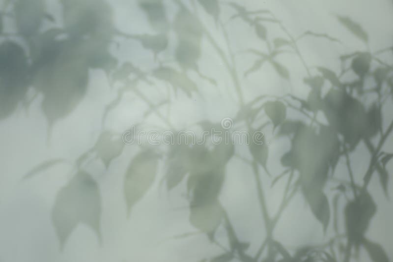 Shadow of Beautiful Plant on Light Background Stock Image - Image of ...
