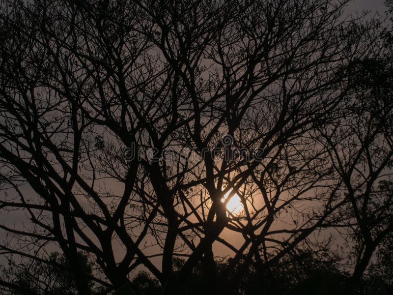 Shadow Big Tree Behind the Sun Shine Stock Image - Image of bright ...