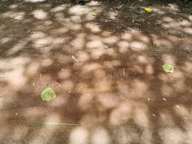 The Shadow of the Big Tree on the Ground Stock Image - Image of dark ...