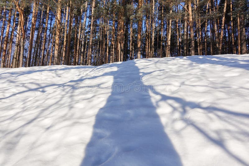 Shadow of a Big Tree in the Snow Stock Image - Image of outdoors ...